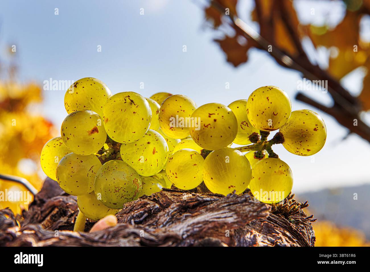 Closeup low angle view of a green grape cluster on golden hour. Bunch ...