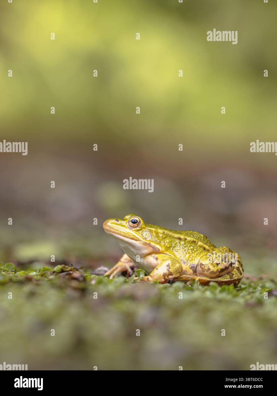 Pelophylax lessonae family ranidae hi-res stock photography and images ...