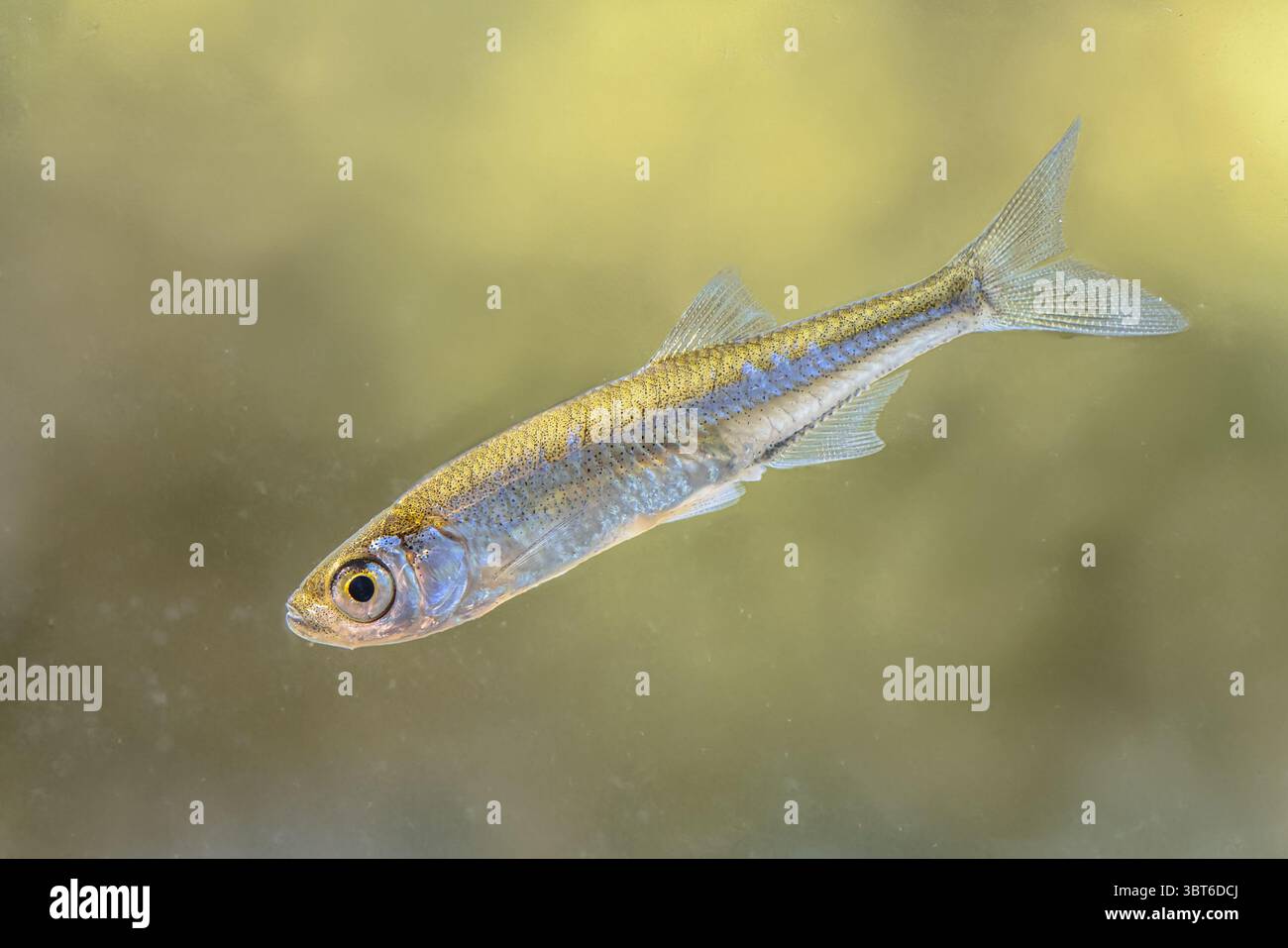Sunbleak, Belica or Moderlieschen (Leucaspius delineatus), is a ...