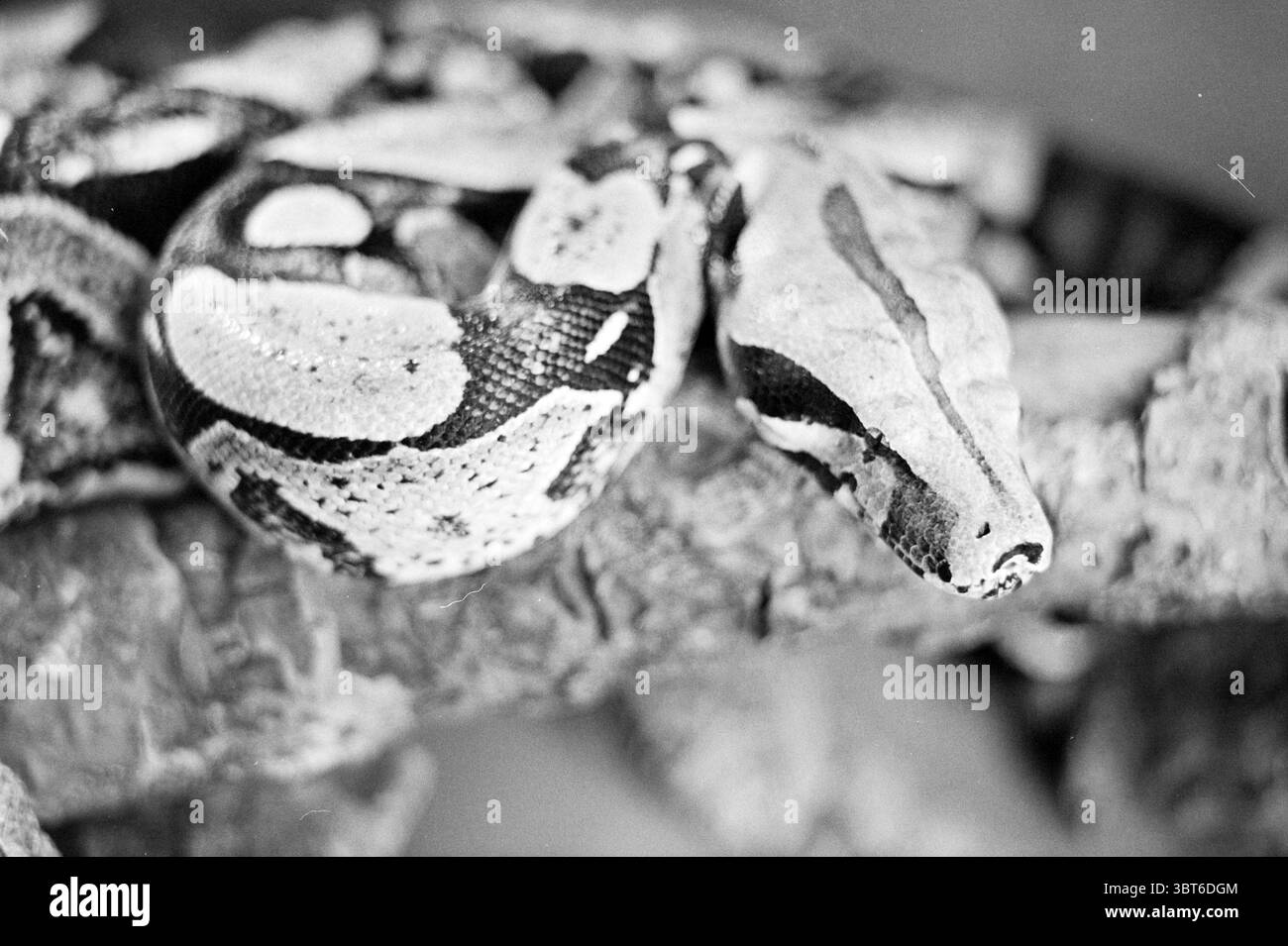 Snakes intricate features hi-res stock photography and images - Alamy