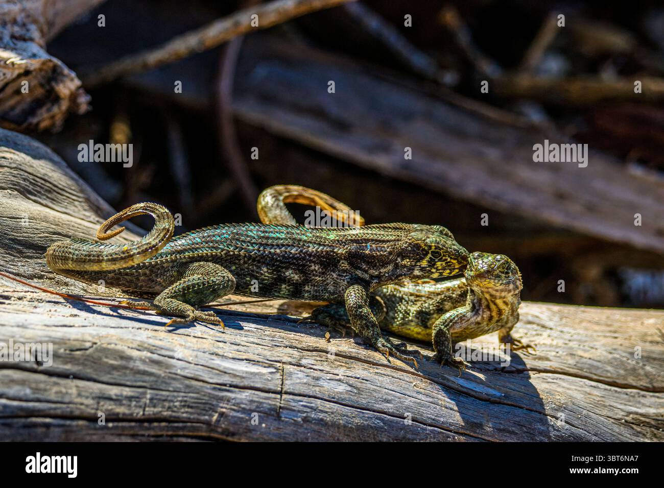 Northern Curly-tailed Lizard (Leiocephalus carinatus), Barefoot Beach ...