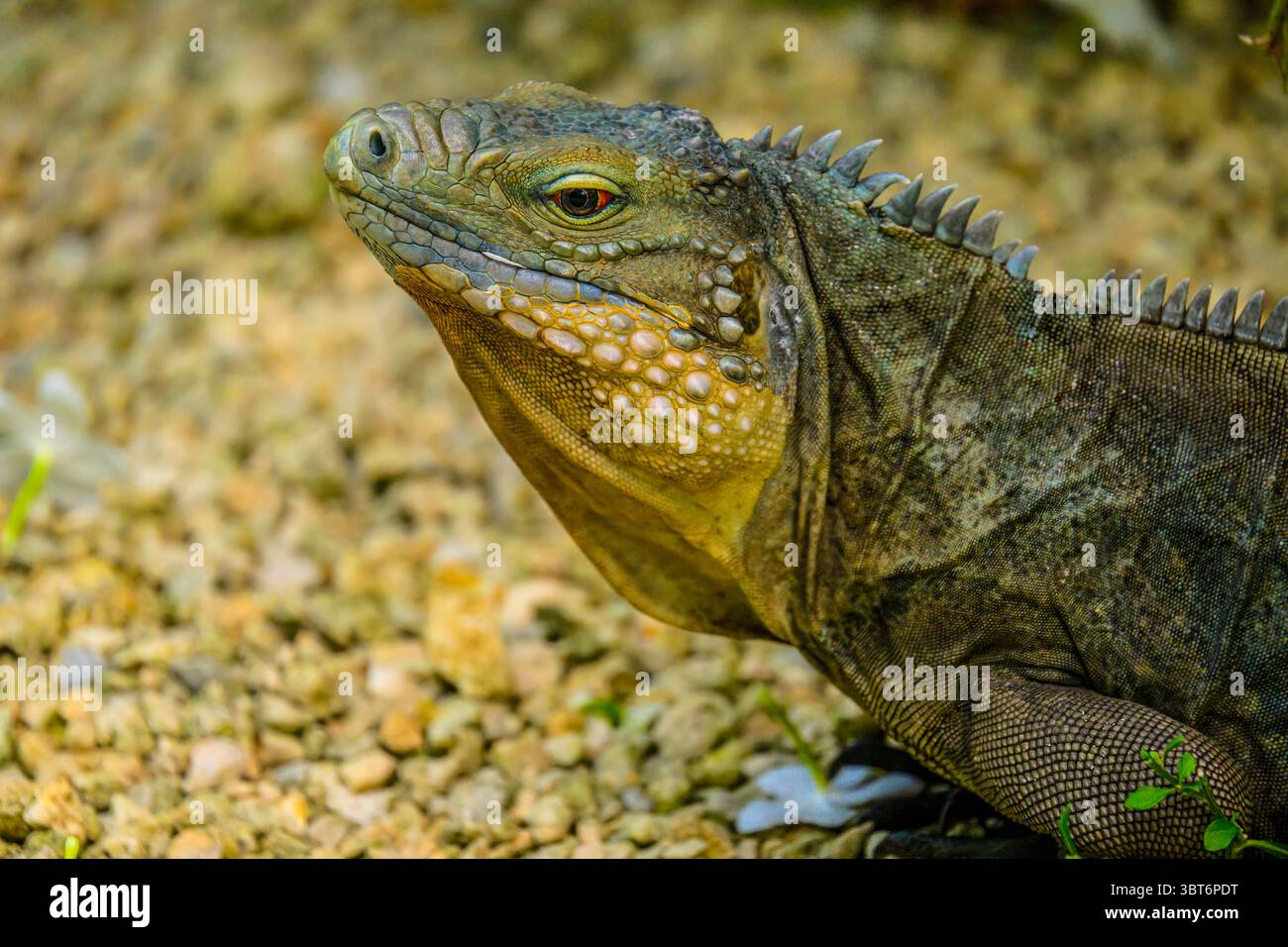 Blue Iguana (Cyclura lewisi), Queen Elizabeth II Botanical Park, Grand ...