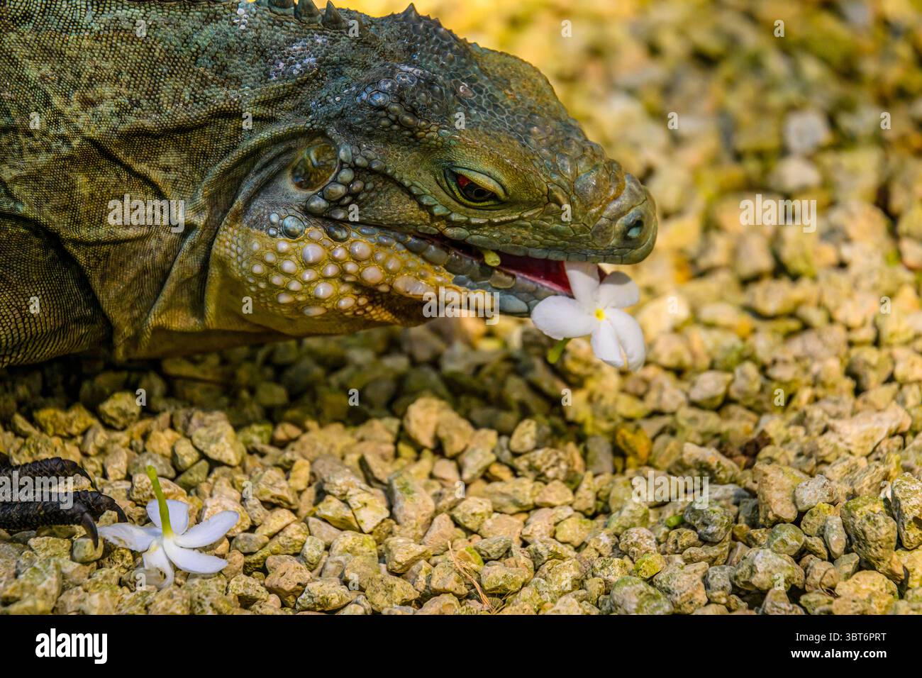 Blue Iguana (Cyclura lewisi), Queen Elizabeth II Botanical Park, Grand ...
