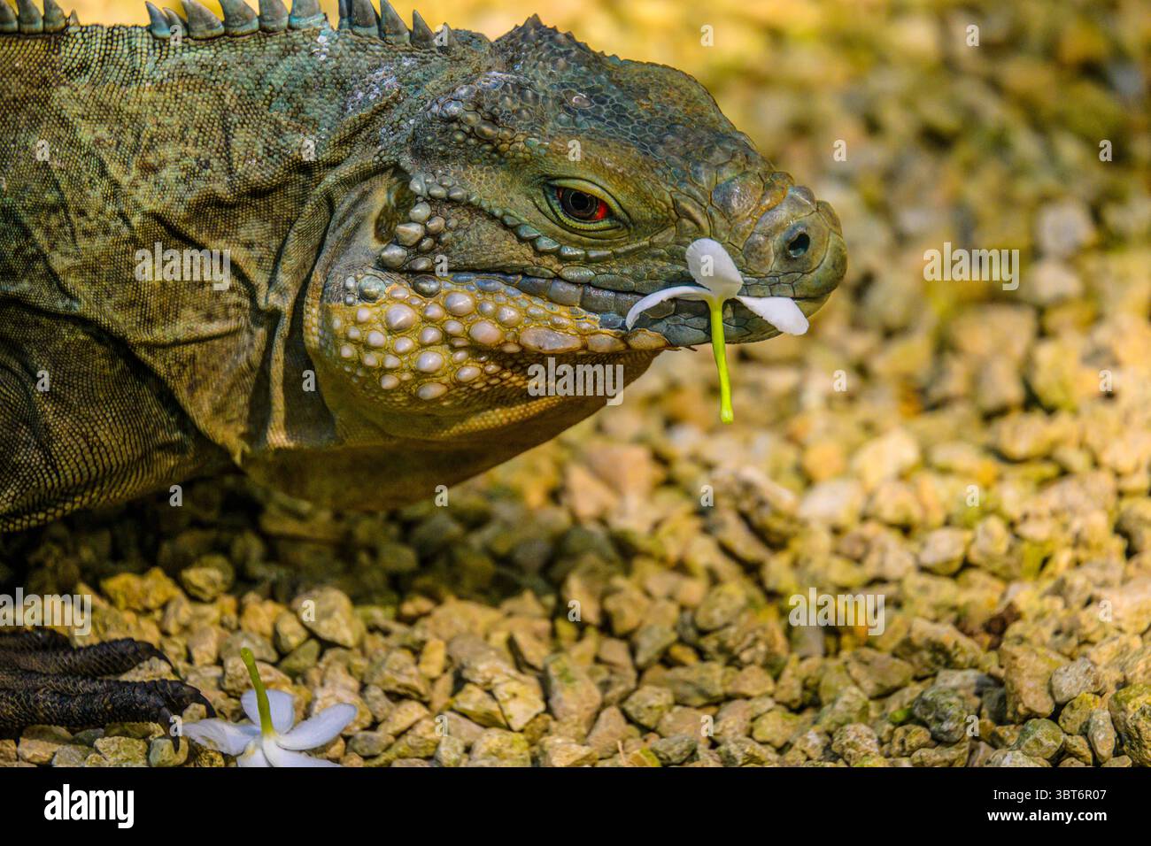 Blue Iguana (Cyclura lewisi), Queen Elizabeth II Botanical Park, Grand ...