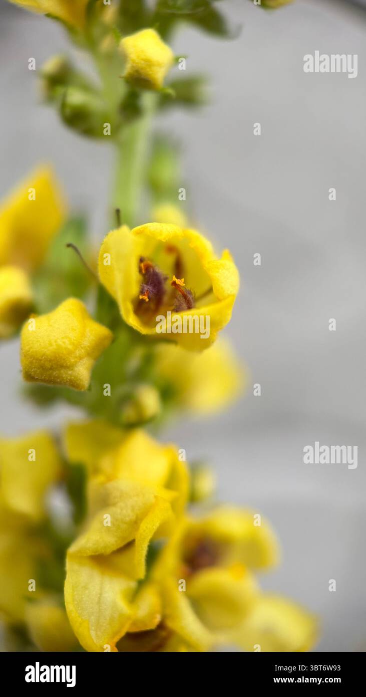 A close up of yellow Mullein flower Stock Photo - Alamy
