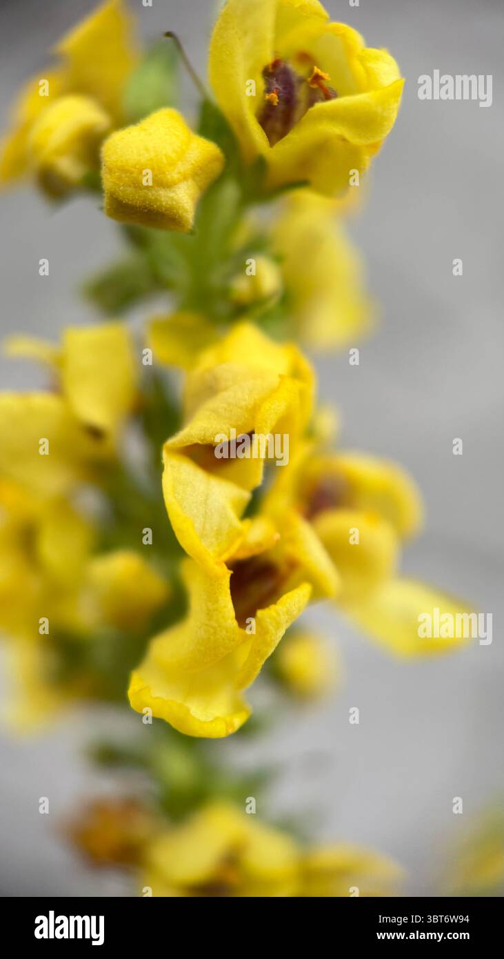 A close up of yellow Mullein flower Stock Photo - Alamy