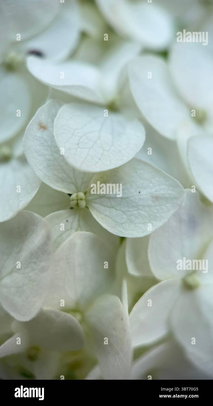 Annabelle flower smartphone stock photos and images - Alamy