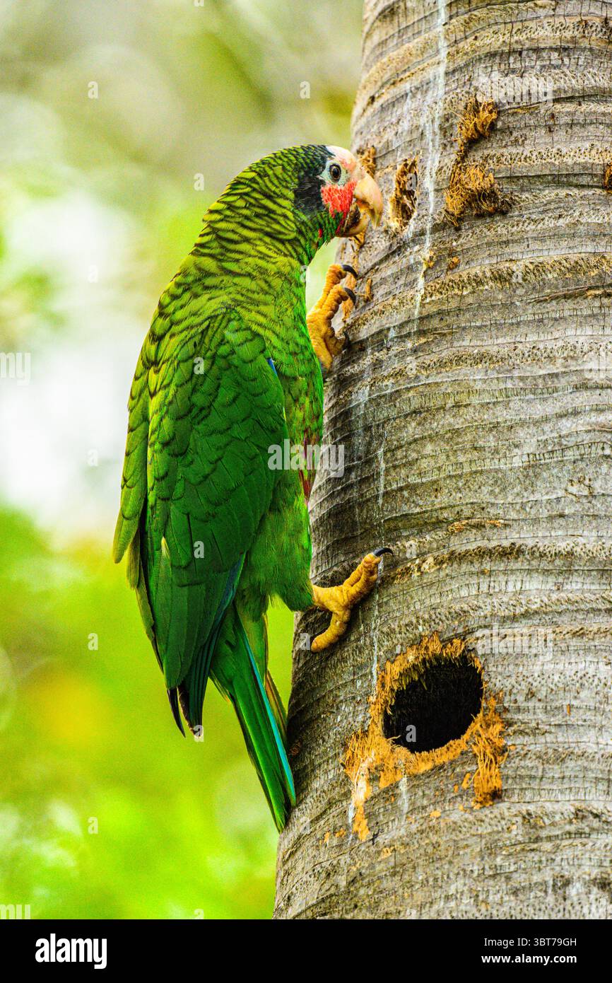 Grand Cayman Parrot (Amazona leucocephala caymanensis) Near threatened ...