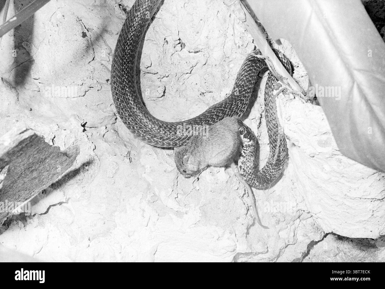 Snakes embrace hi-res stock photography and images - Alamy