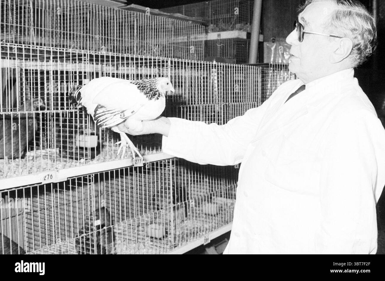 Plumage hinting hi-res stock photography and images - Alamy