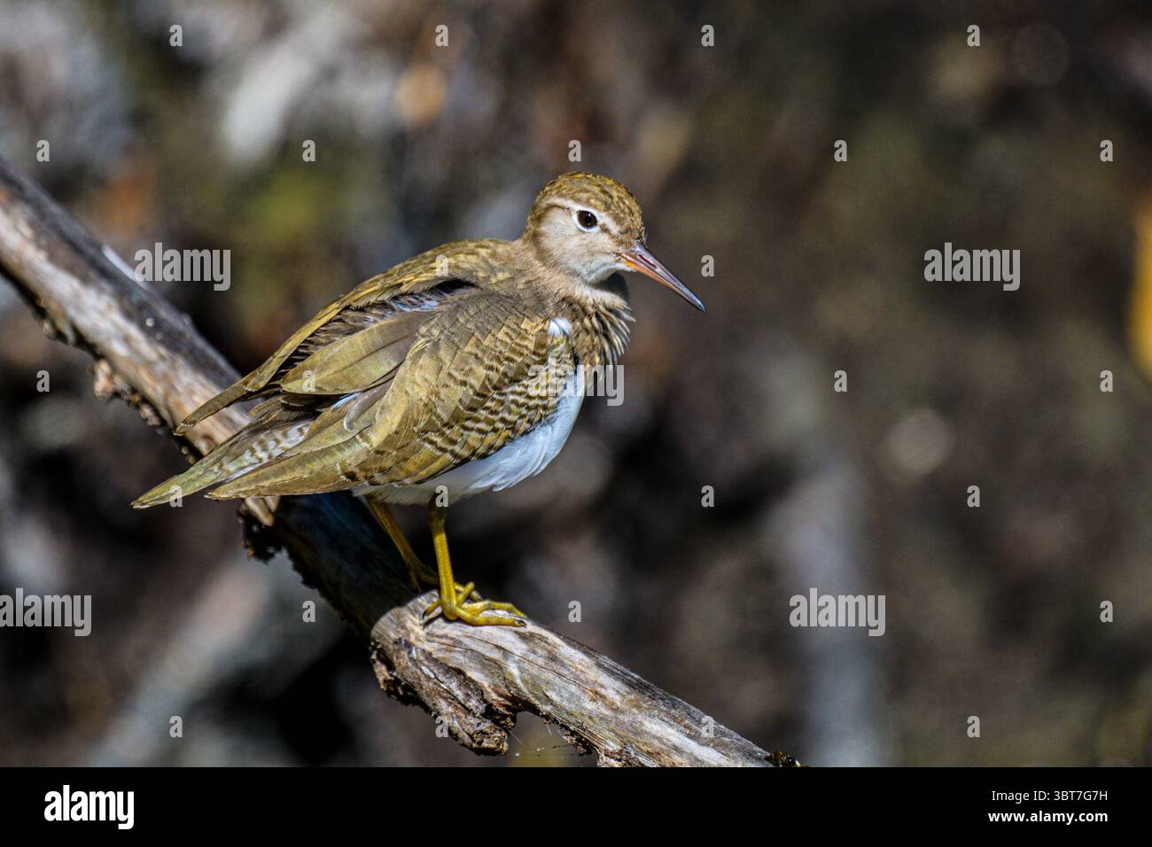 Spotted Sandpiper Actitis macularius) Winter plumage., George Town ...
