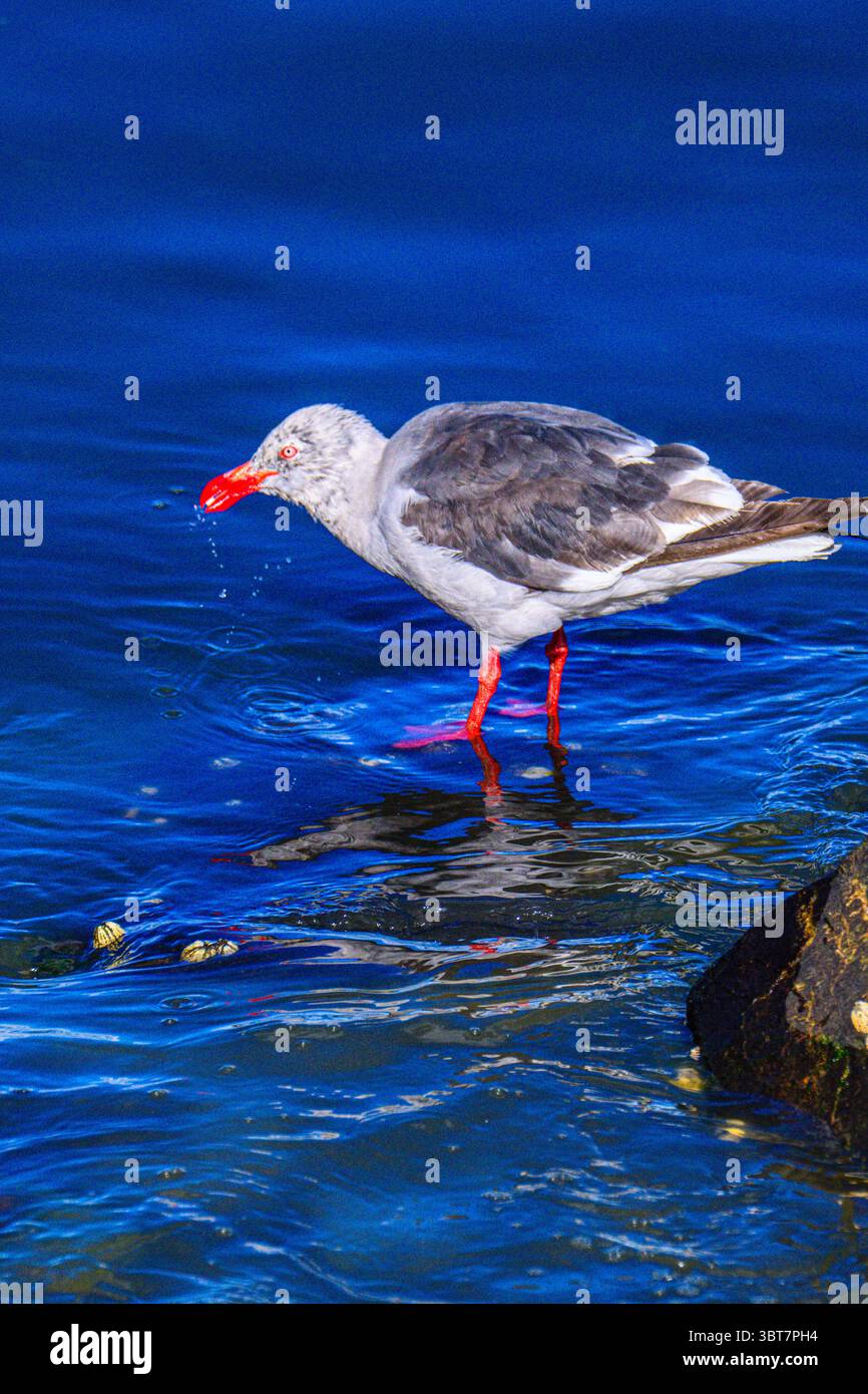 Dolphin Gull (Leucophaeus scoresbii), Ushuaia, Tierra del Fuego ...