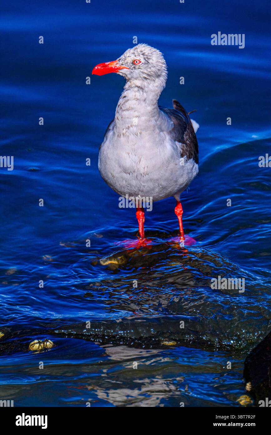 Dolphin Gull (Leucophaeus scoresbii), Ushuaia, Tierra del Fuego ...