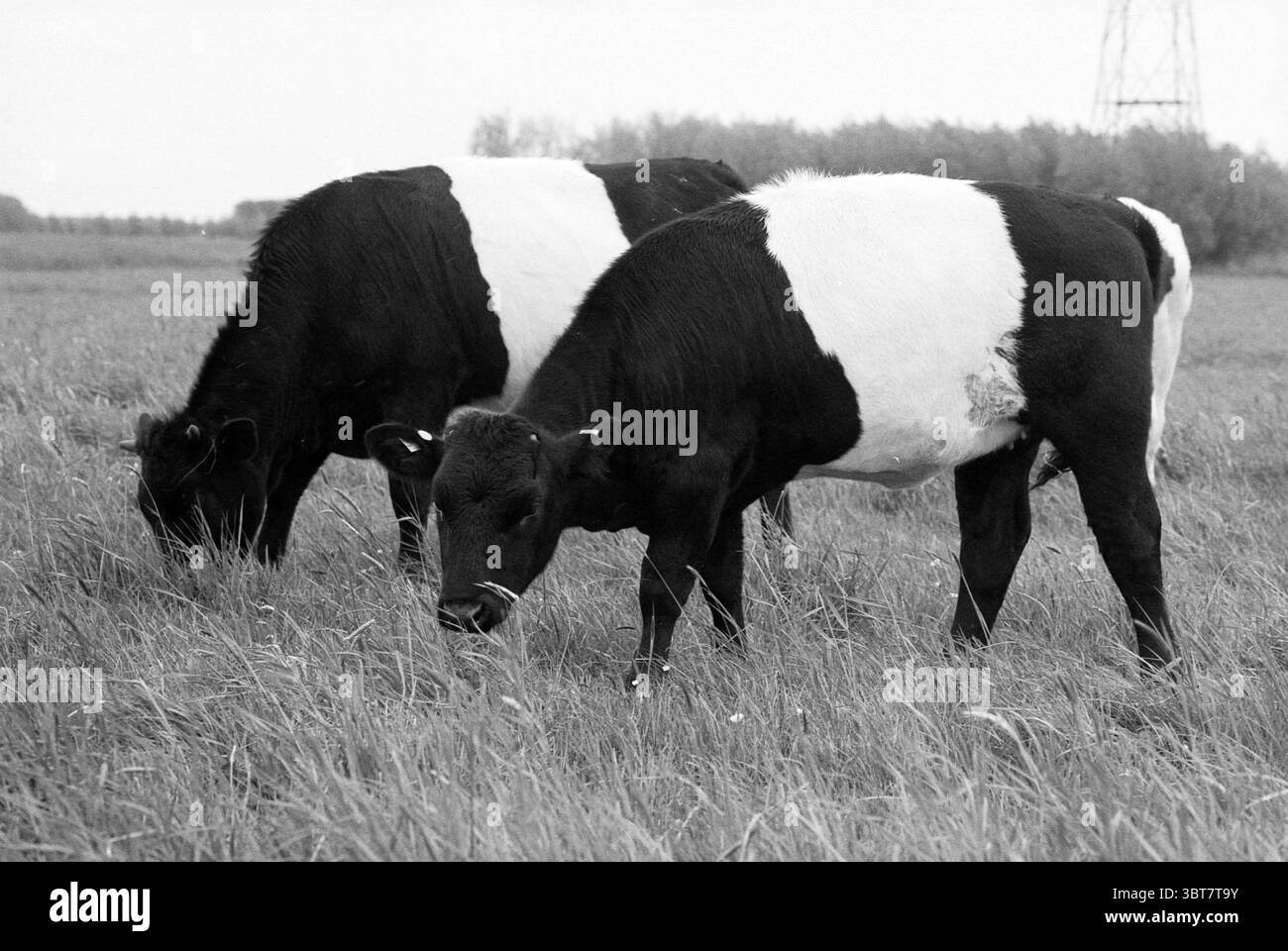 Classic markings typical hi-res stock photography and images - Alamy