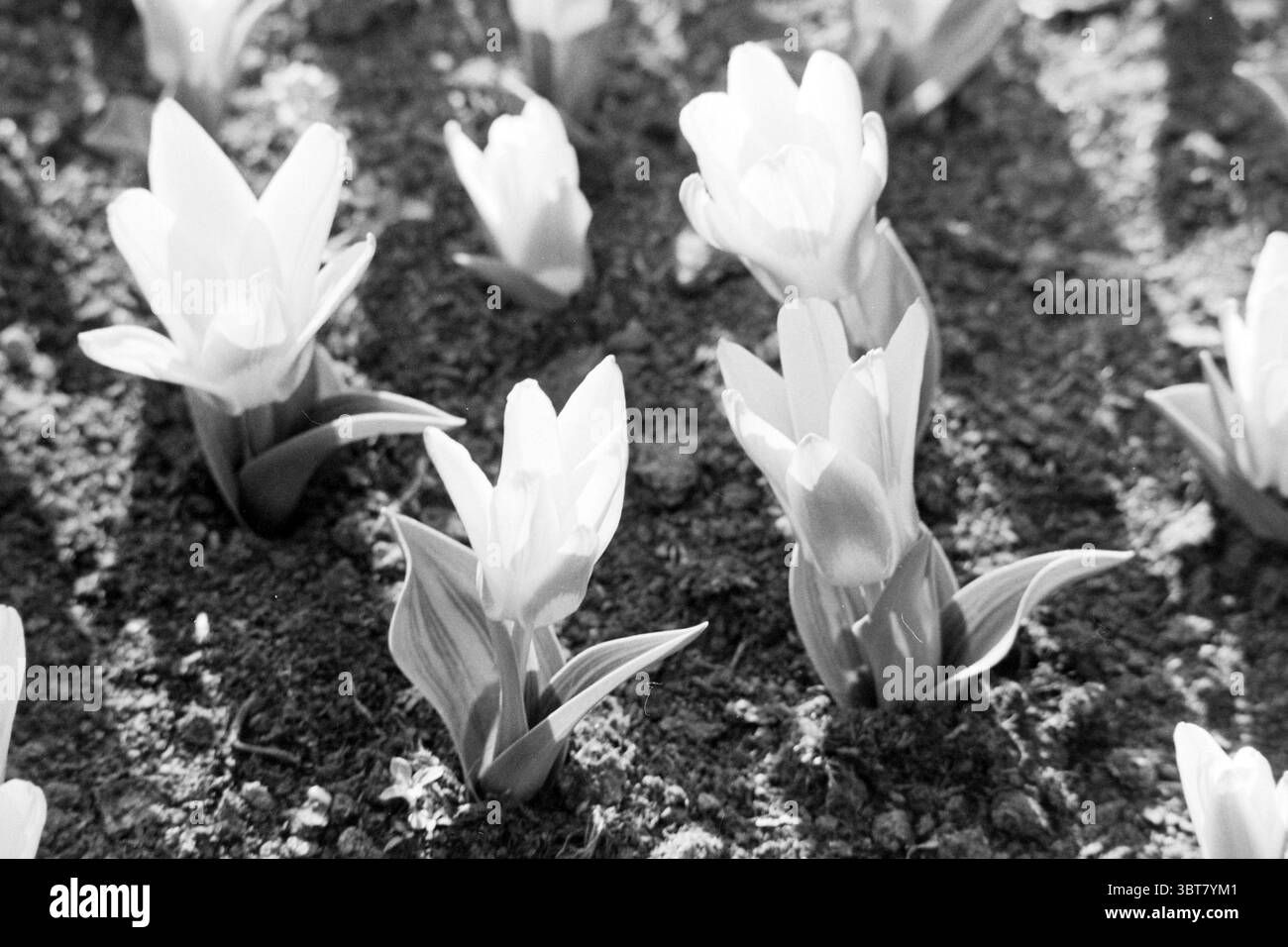 Luminescent white hue hi-res stock photography and images - Alamy