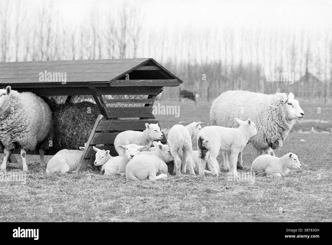 Thick sheep on meadow Black and White Stock Photos & Images - Alamy
