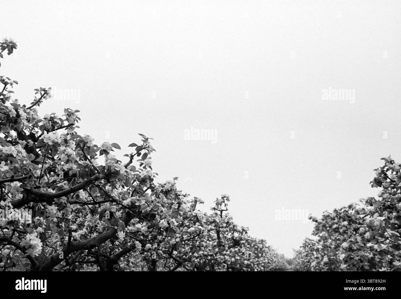Clusters of muted colors Black and White Stock Photos & Images - Alamy