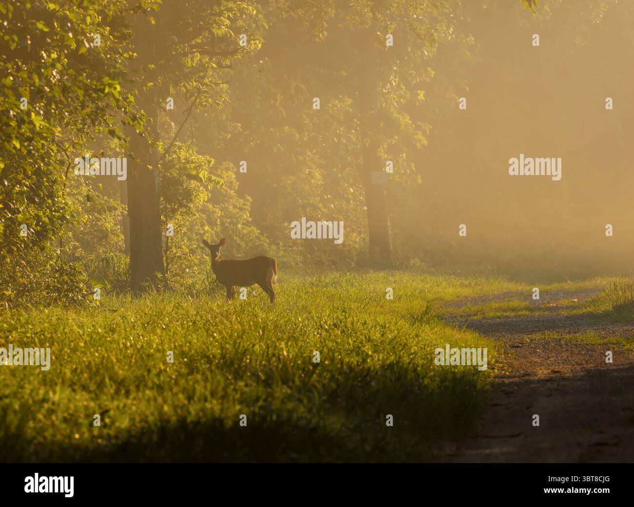 Whitetail deer standing on forest path in golden morning light and mist ...