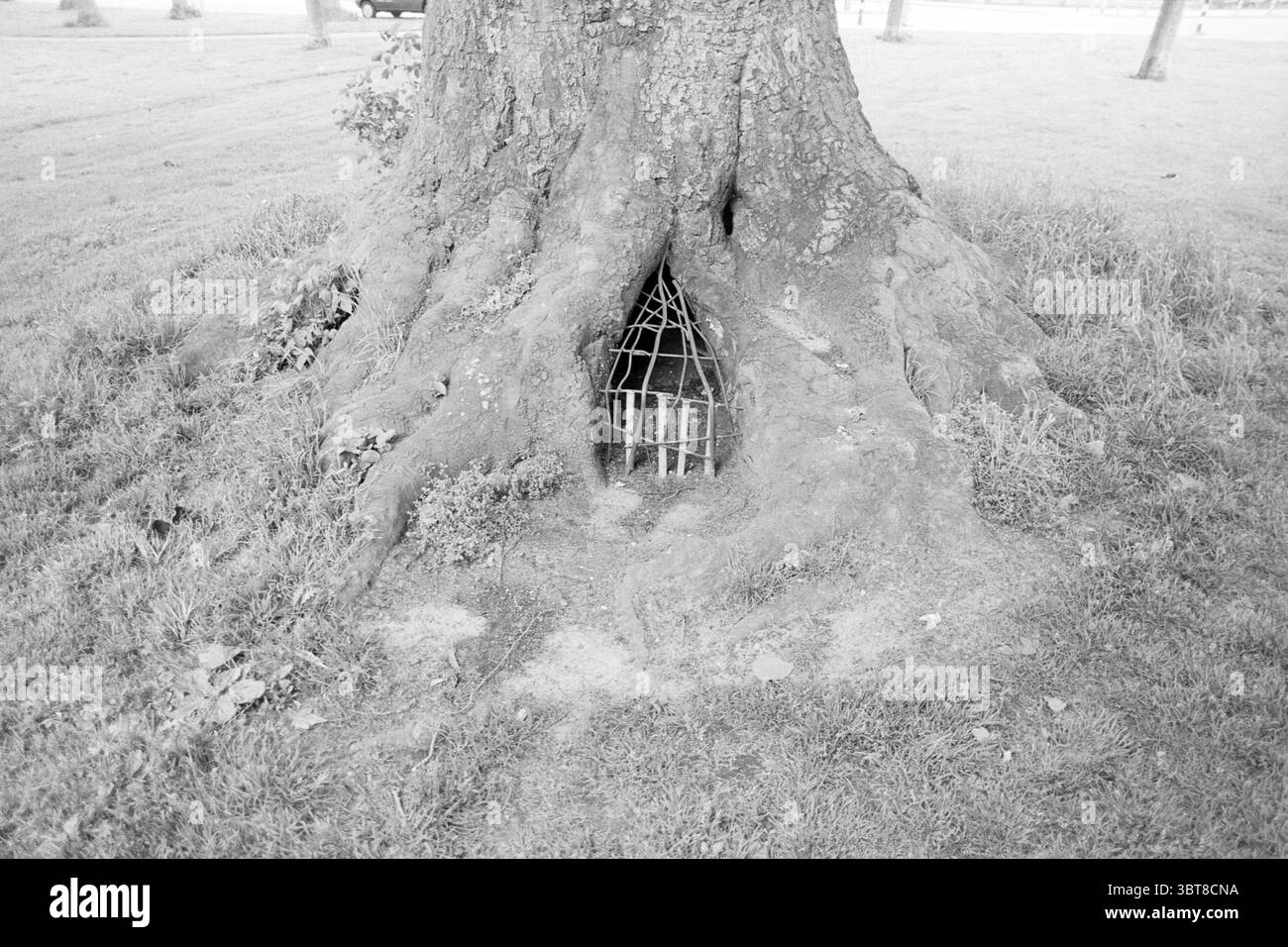 Hollow tree Frederikspark Haarlem Frederikspark The Netherlands ...