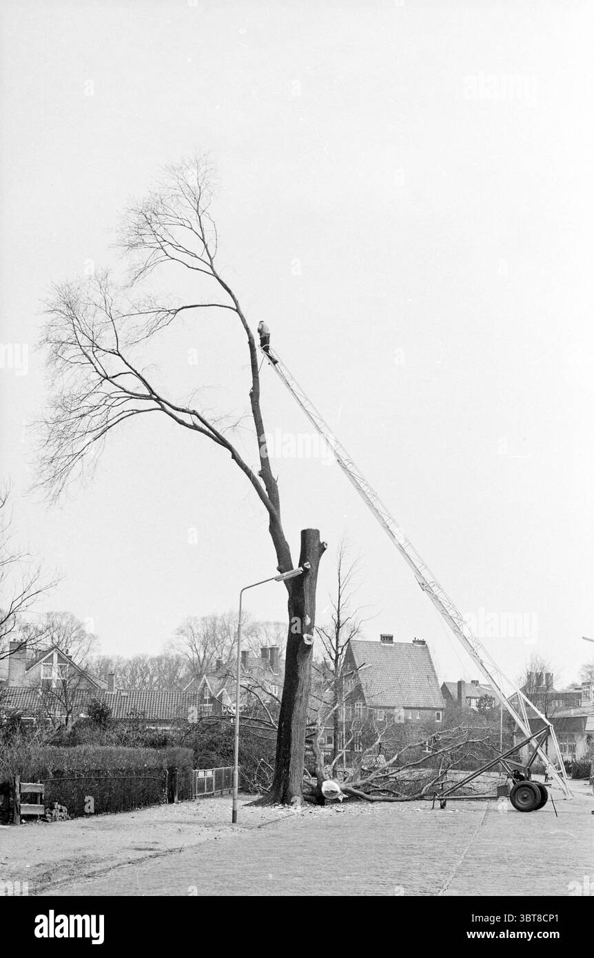 Cutting down a beech piece by piece using cherry-picker., Whizgle News ...