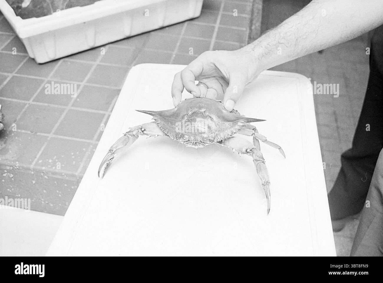 Prominent crab hi-res stock photography and images - Alamy