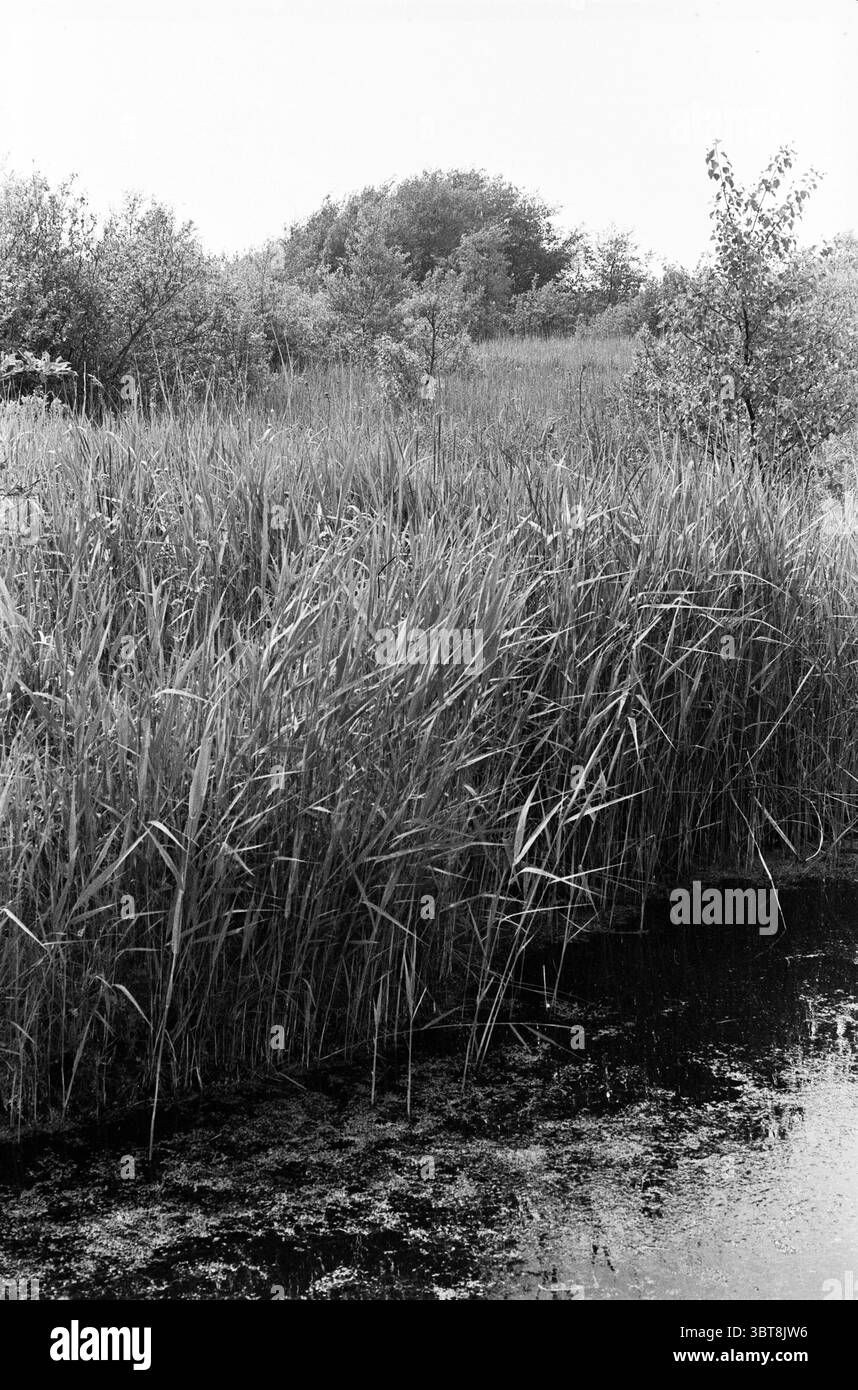Algae patches Black and White Stock Photos & Images - Alamy