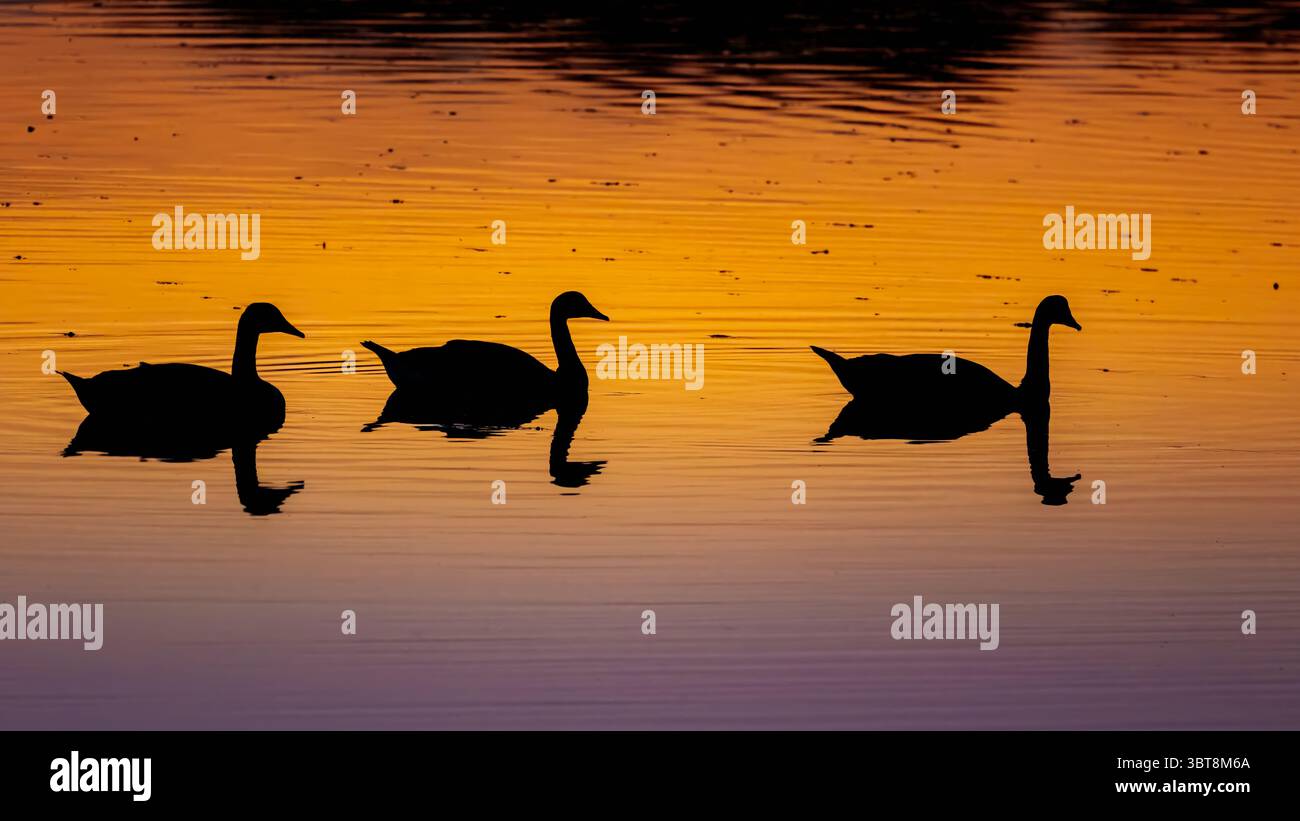 Last light silhouettes of Canadian Geese on the River Coquet , Amble ...