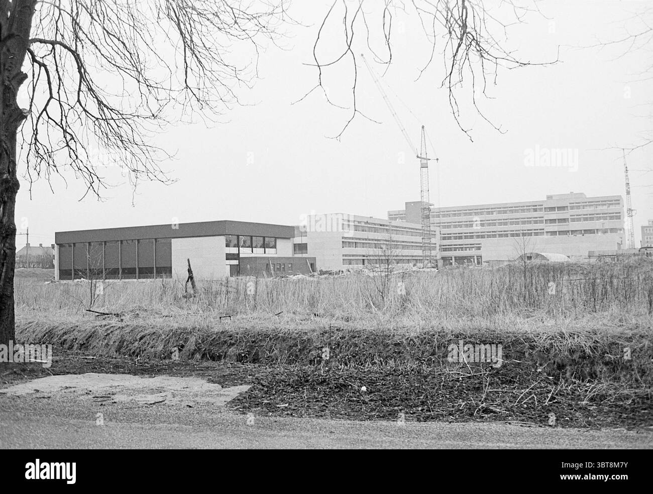 Barren tree dry branches Black and White Stock Photos & Images - Alamy
