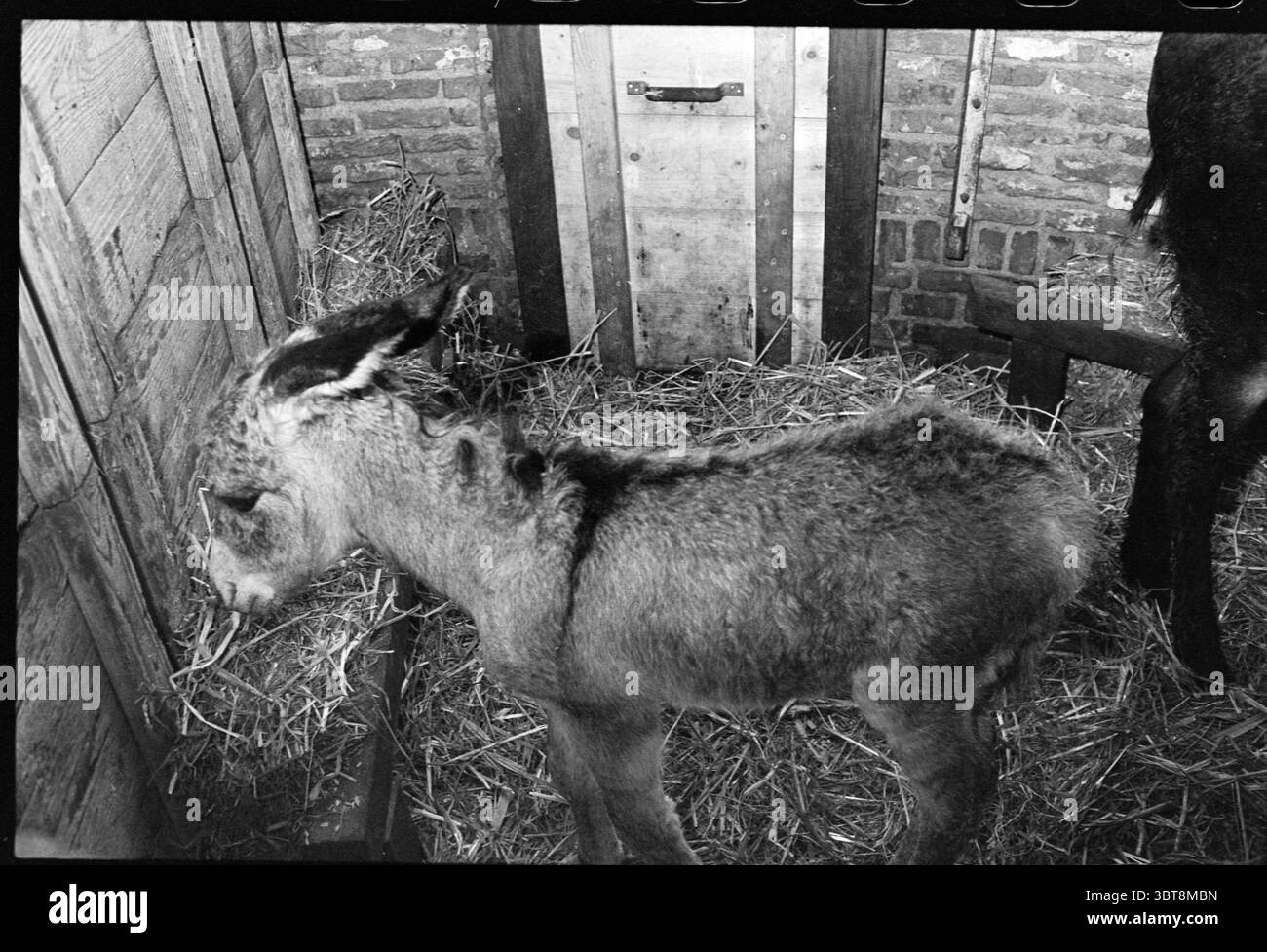 Young donkey petting zoo Heemstede Heemstede The Netherlands, Whizgle ...