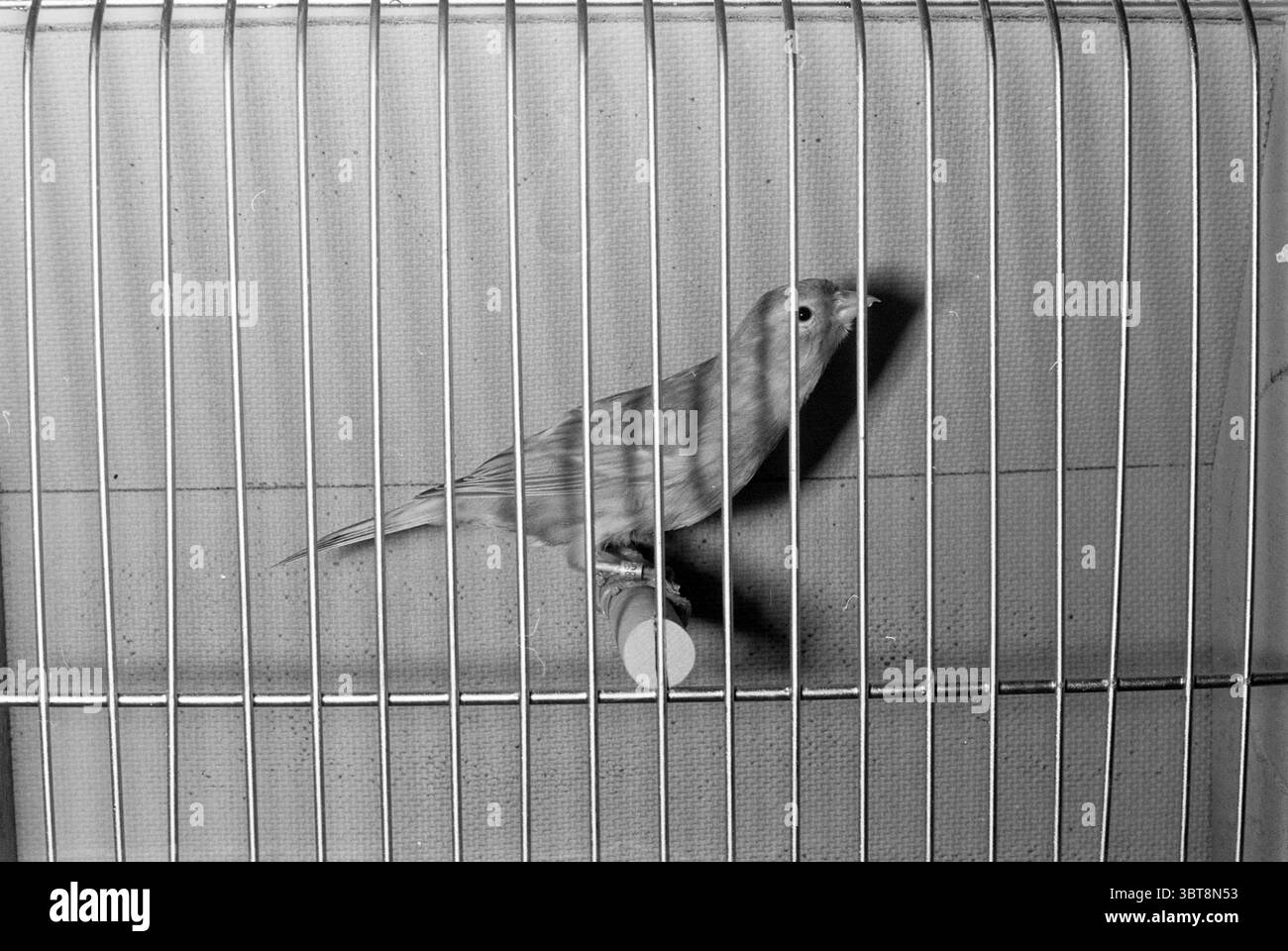 Cage size Black and White Stock Photos & Images - Alamy