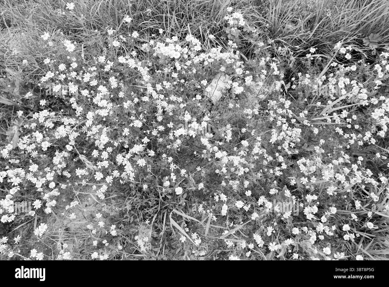 Roadside flowers with can, Whizgle News, Dutch Desk, The Netherlands ...
