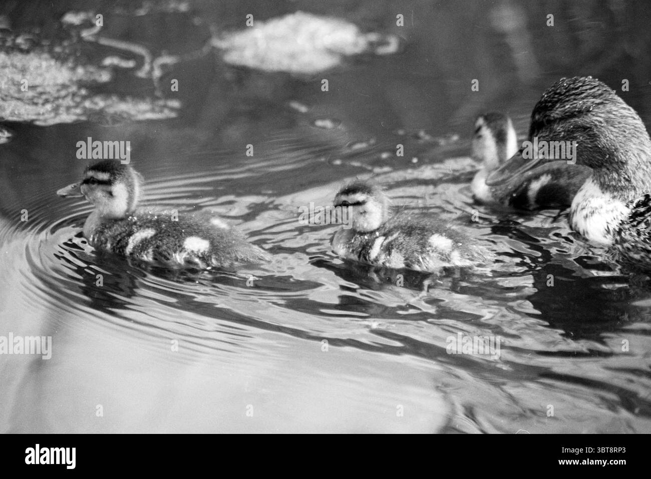 Downy duck Black and White Stock Photos & Images - Alamy