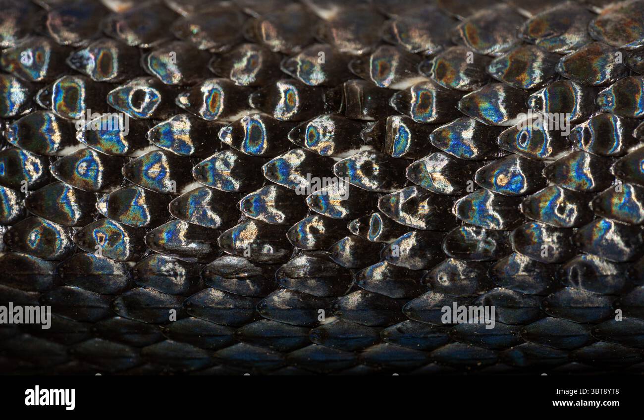Snake scale pattern. Black snake scales. Close-up of snakeskin scales ...
