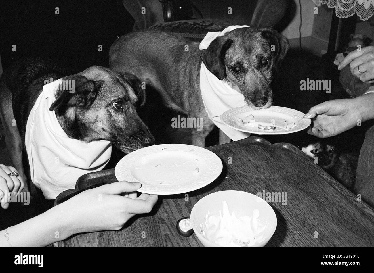 Dogs animals shows Black and White Stock Photos & Images - Alamy