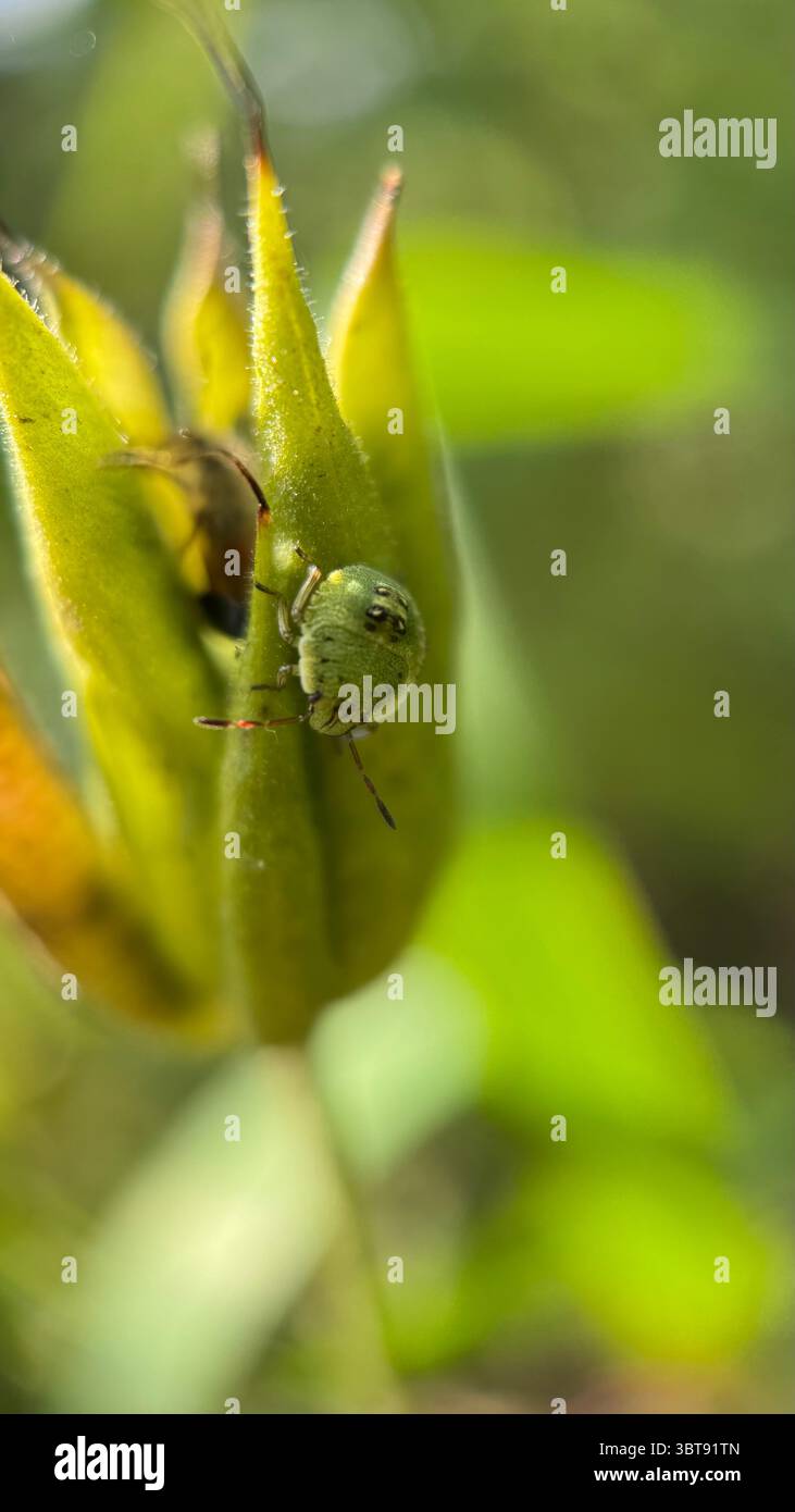 Green shield bug on pale hi-res stock photography and images - Alamy