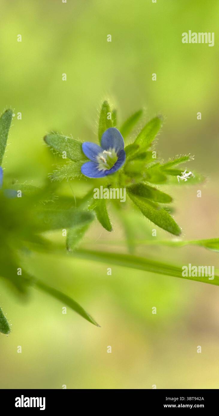 A close up of a wall speedwell (Veronica arvensis) bright blue meadow ...