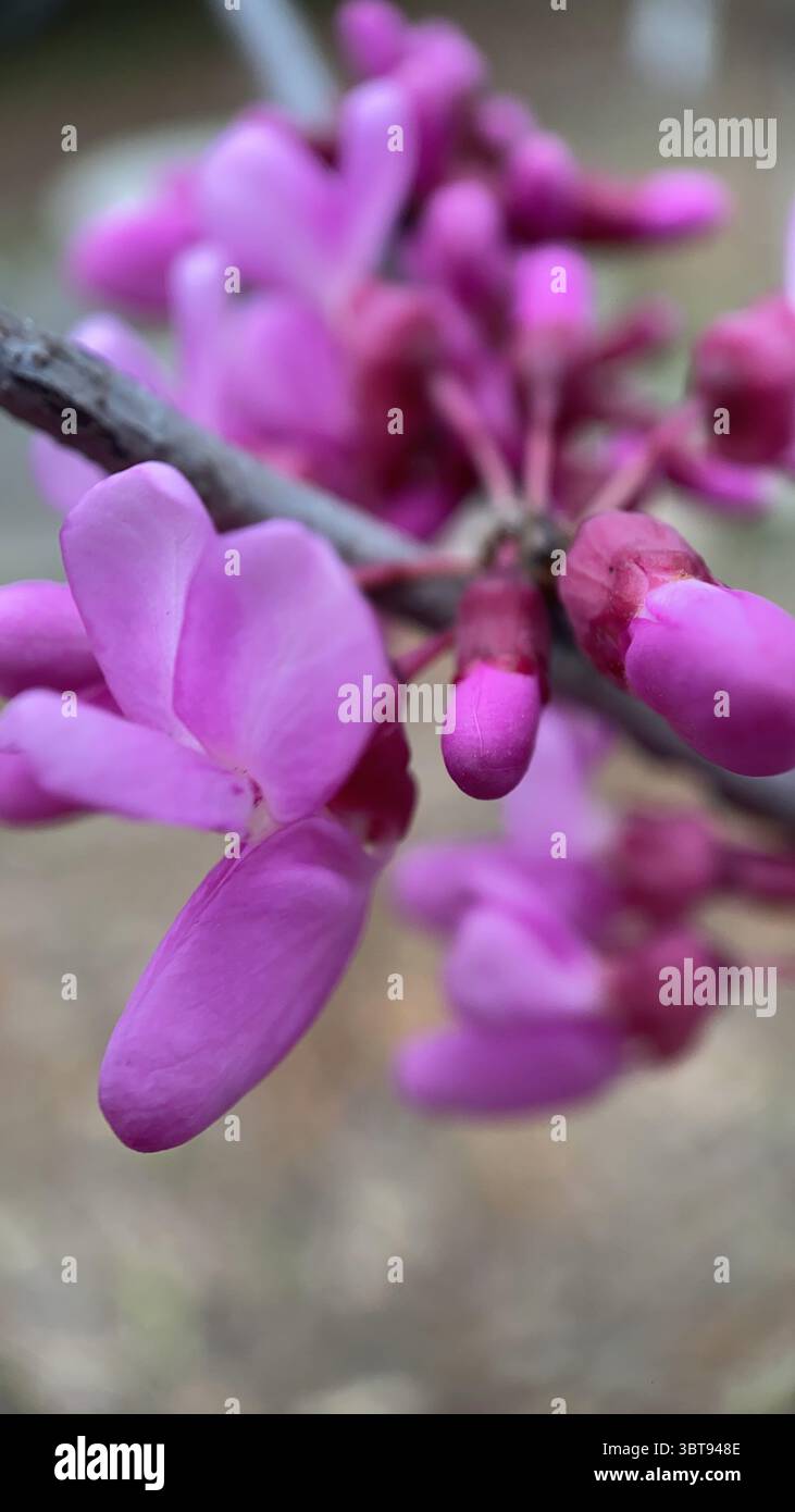A closeup of a Chinese redbud tree blossom. Pink flowers macro ...