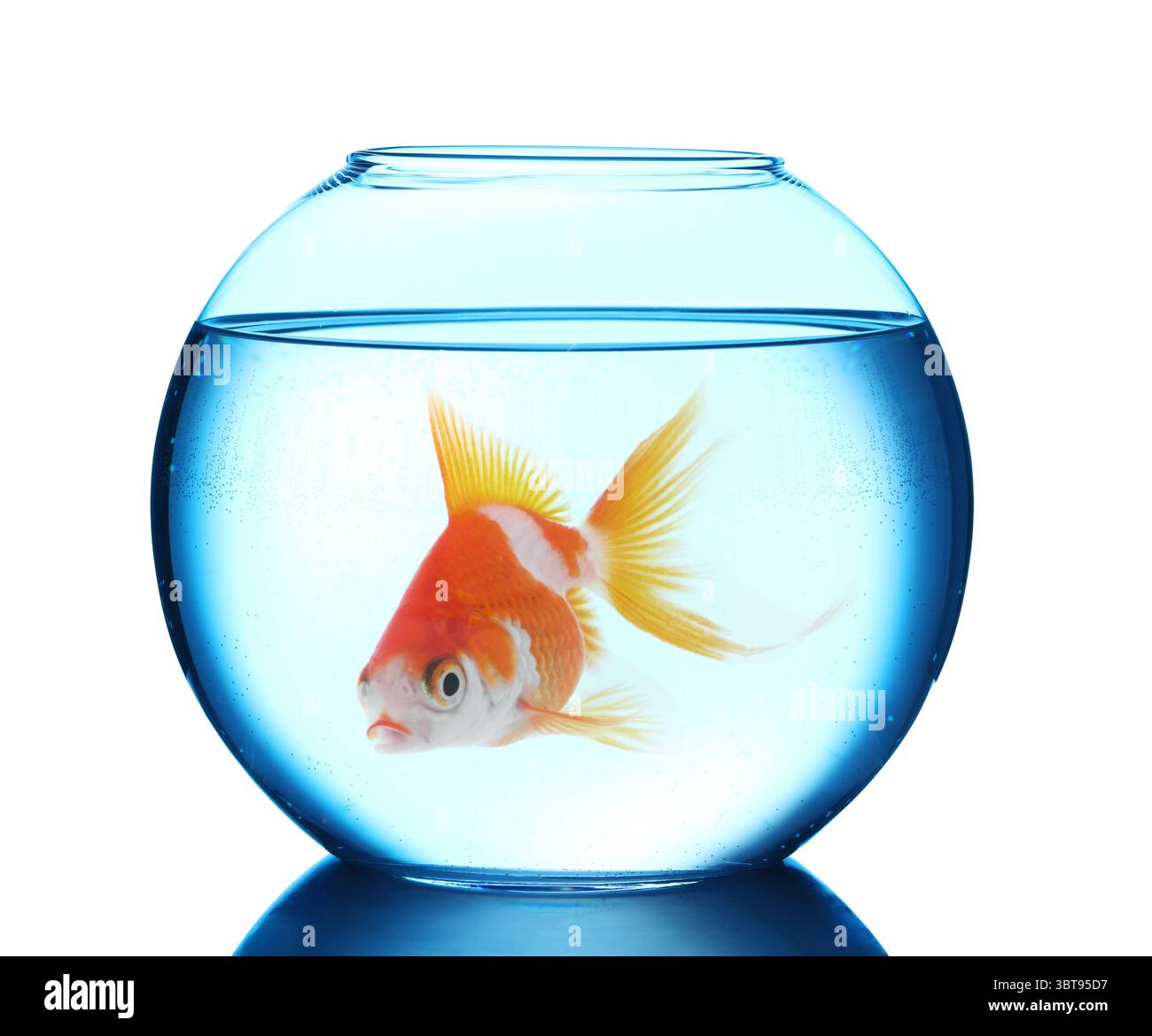 Bright goldfish swimming in round aquarium with clean water against ...