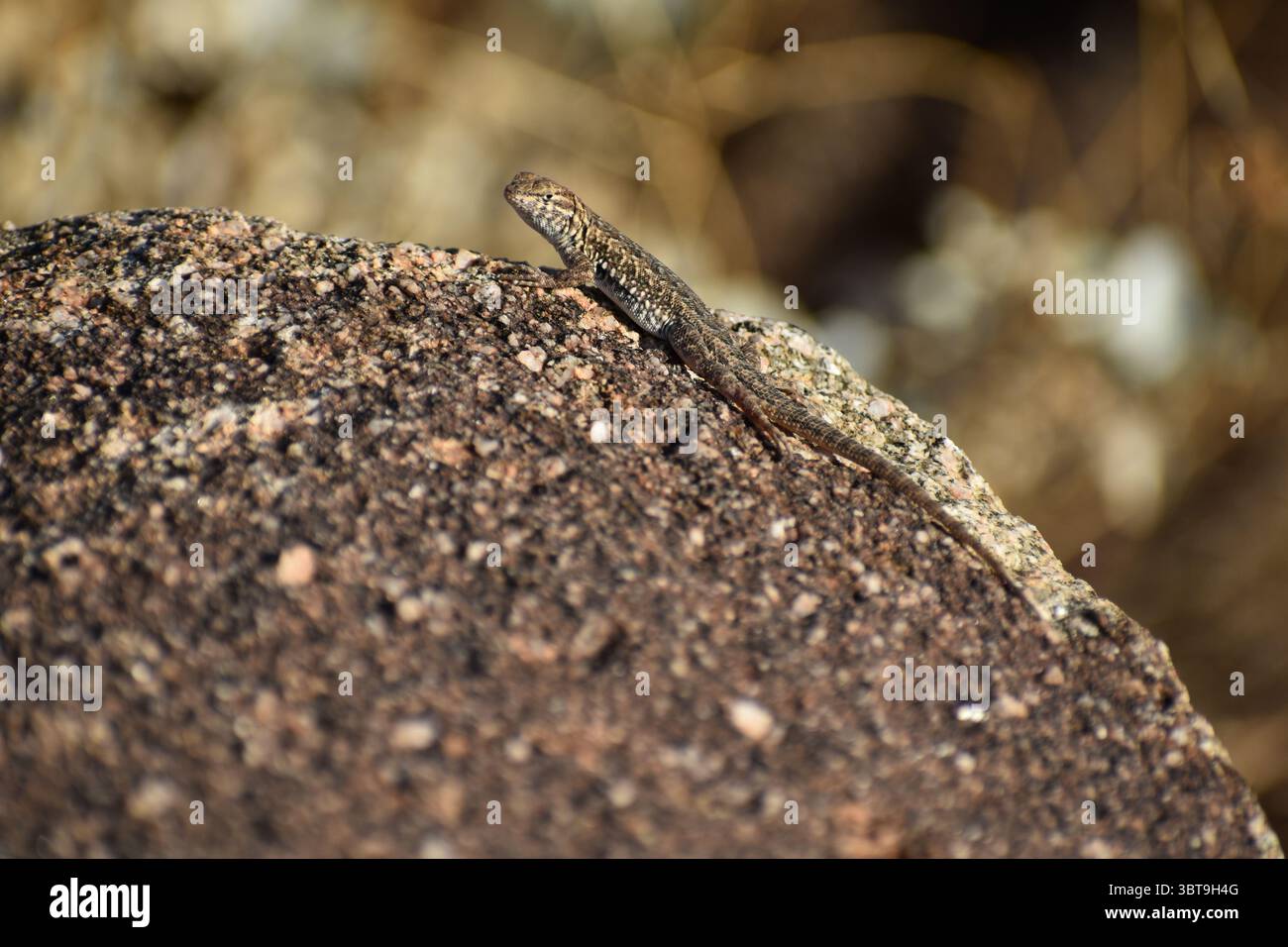 small brown lizard sitting on large rock in desert Stock Photo - Alamy