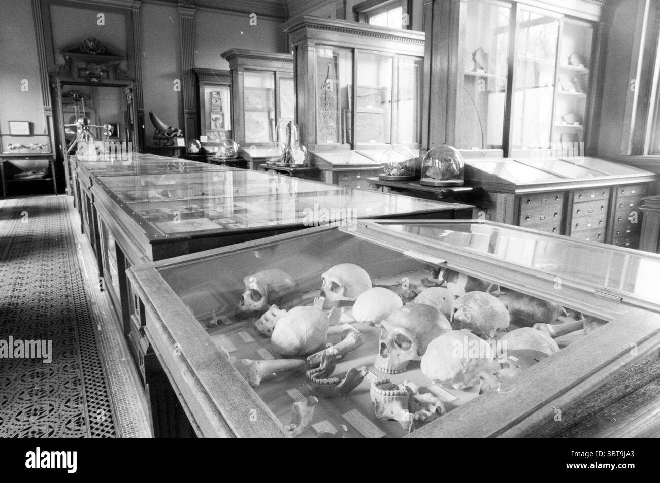 Human skulls in museums Black and White Stock Photos & Images - Alamy
