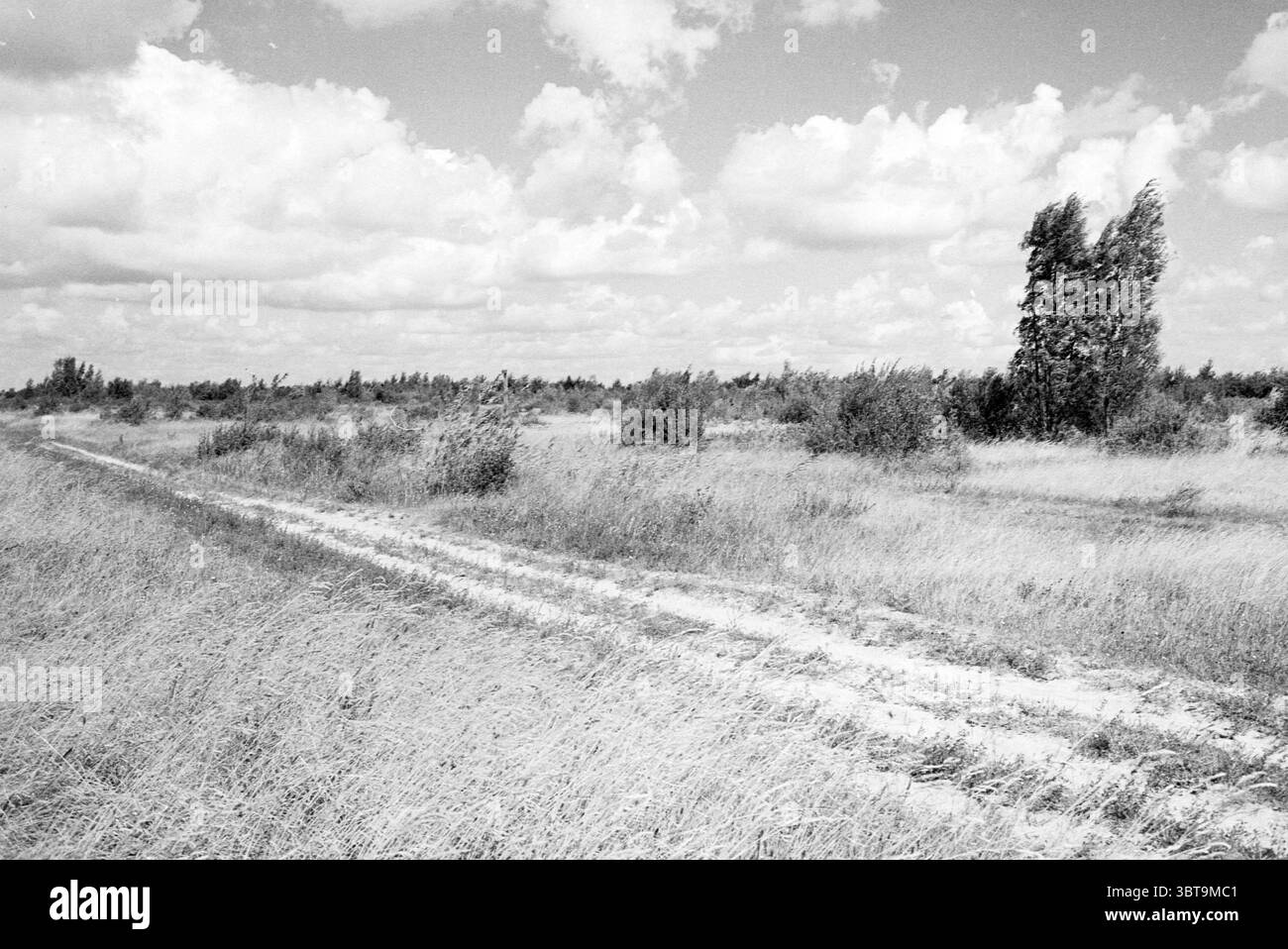 Low shrubs gently sway hi-res stock photography and images - Alamy