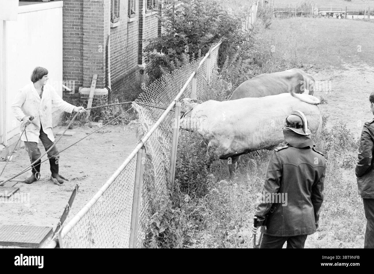 Cow leaning over fence hi-res stock photography and images - Alamy