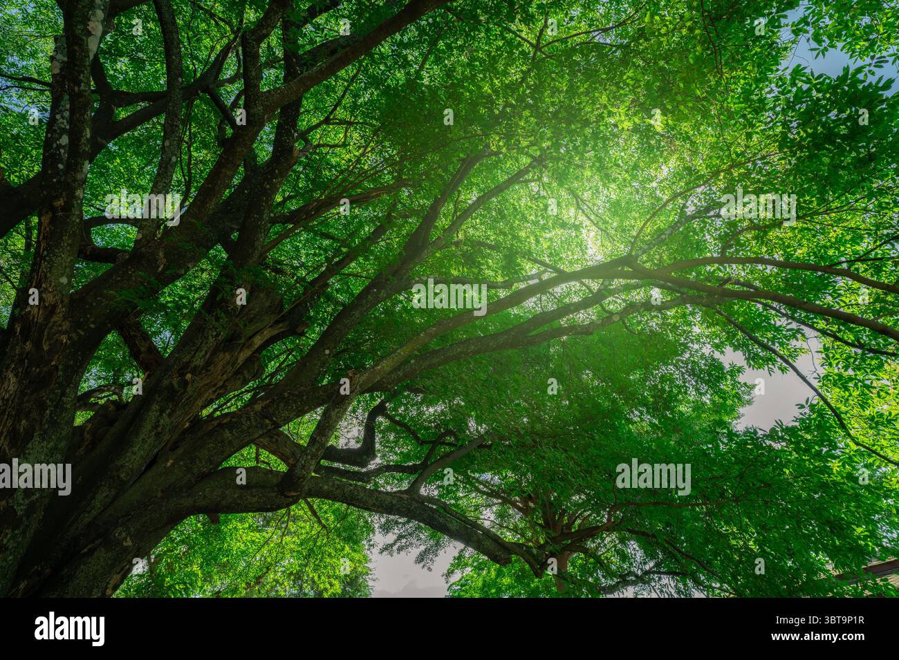 Green tree in forest. Nature background for carbon neutrality. Natural ...