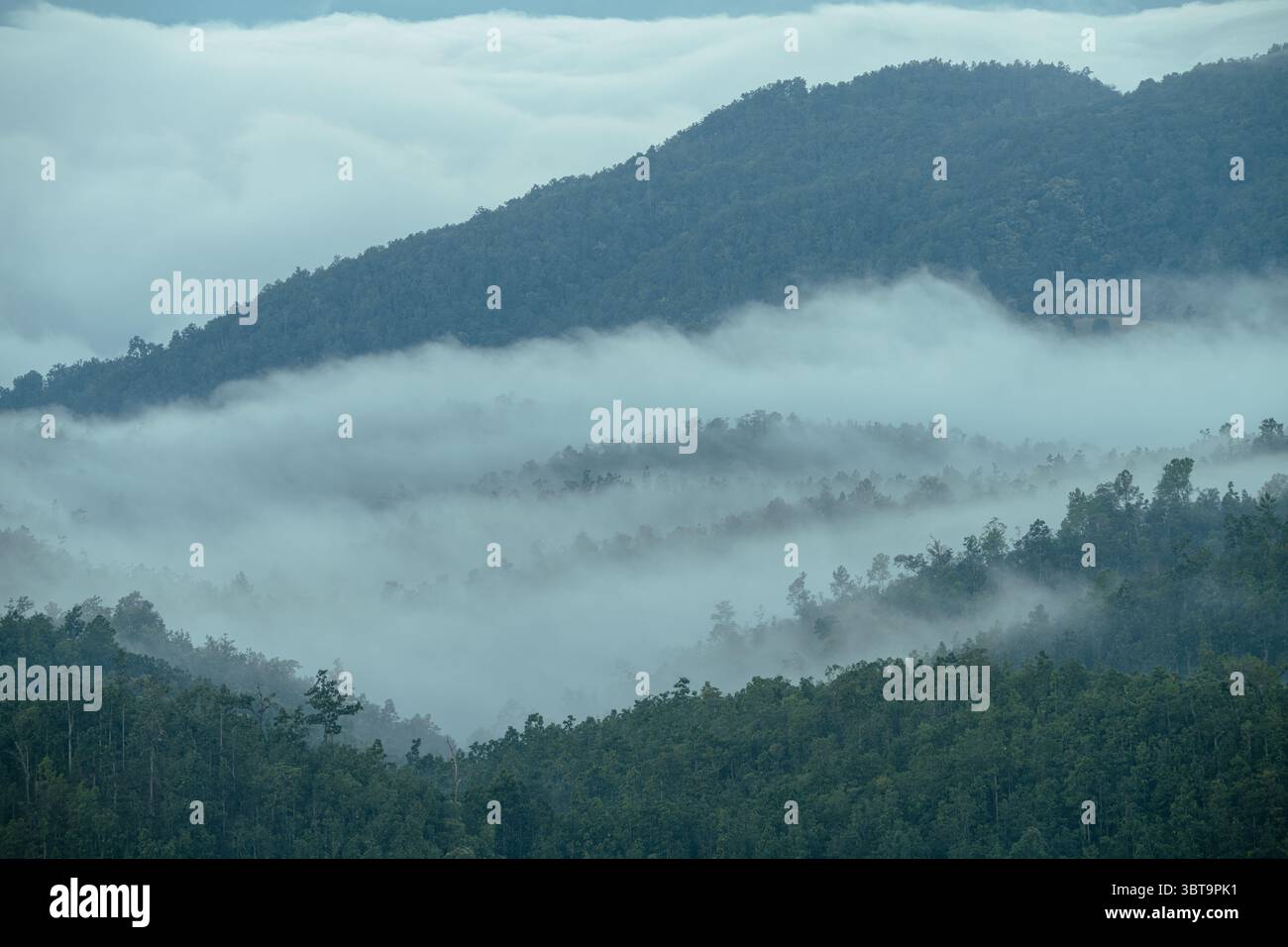 Mountain forest with morning fog. Natural carbon capture by trees for ...