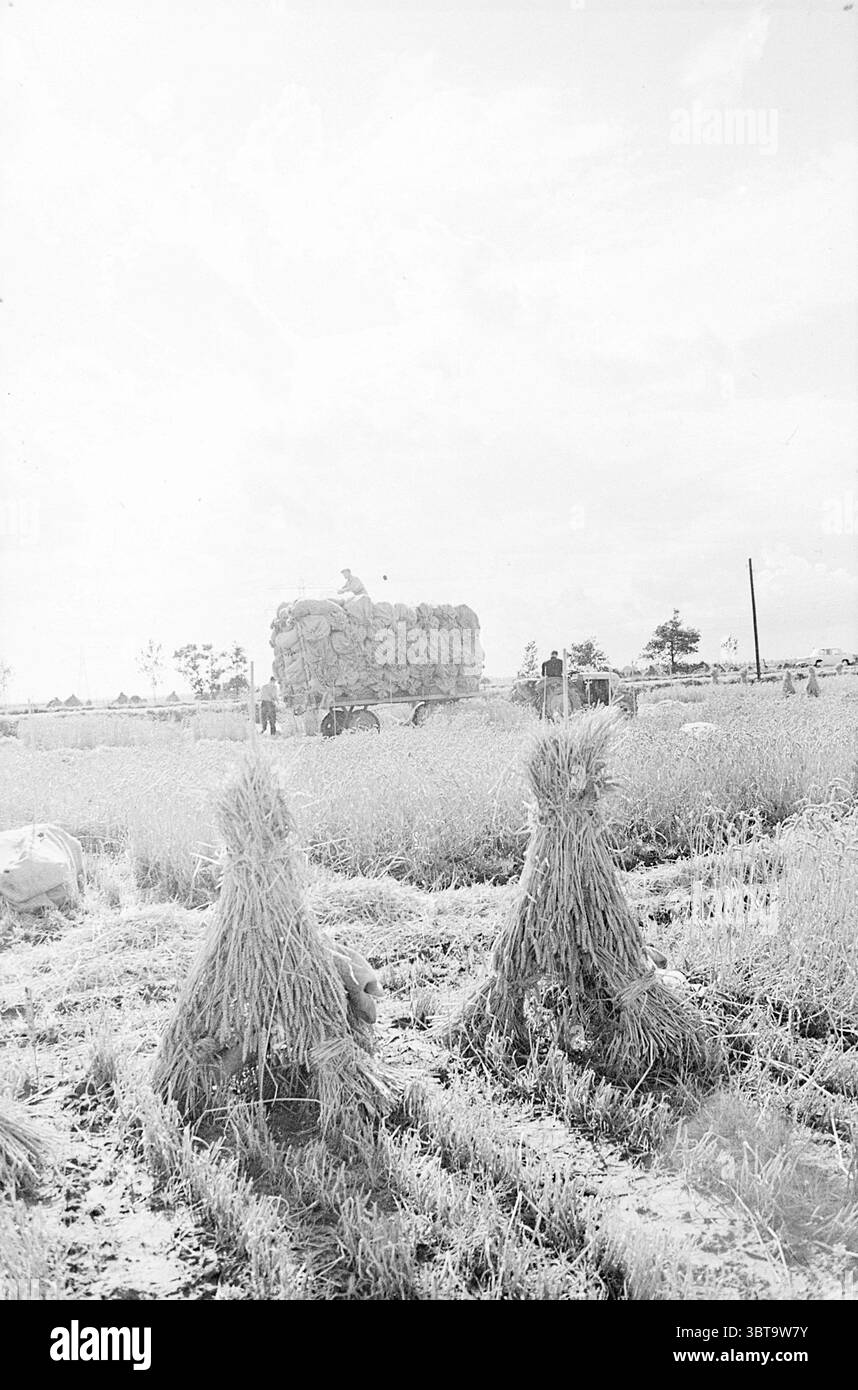 Rotten rice Black and White Stock Photos & Images - Alamy