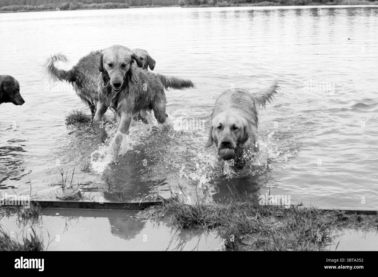 Lush greenery subtly frames hi-res stock photography and images - Alamy