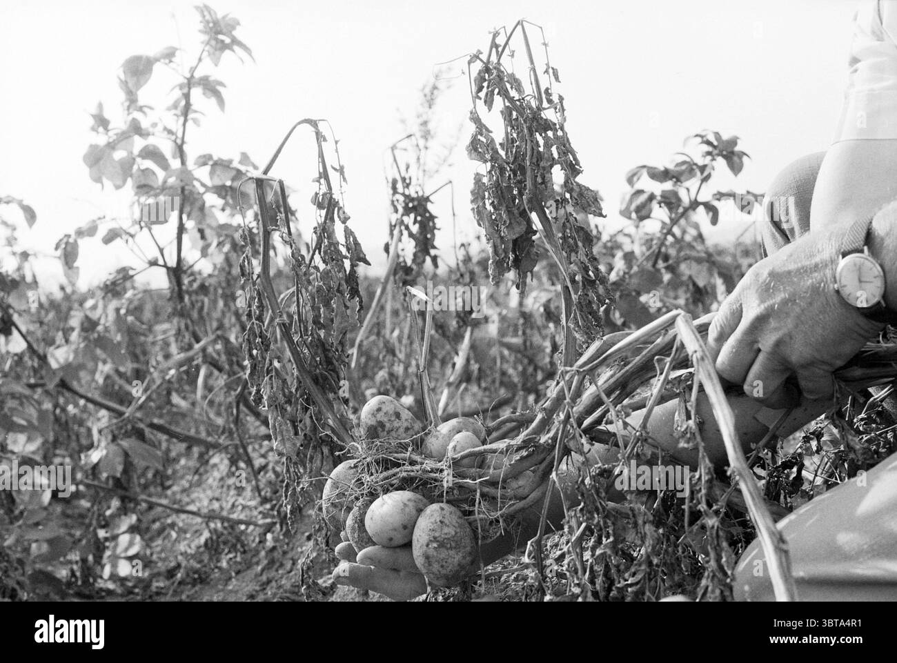 Unearthed potatoes Black and White Stock Photos & Images - Alamy