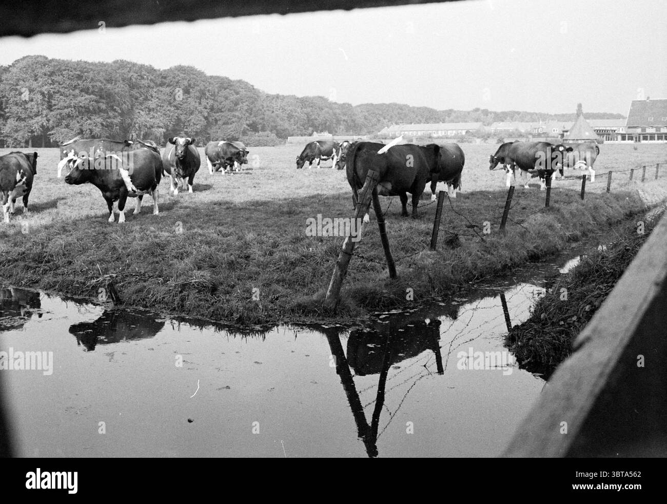 Serene rural scene shows cows hi-res stock photography and images - Alamy