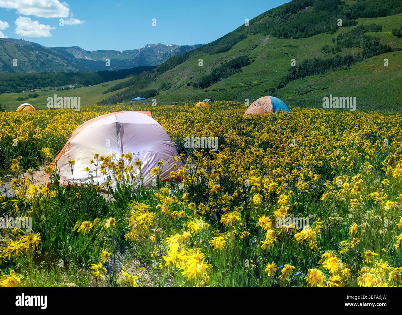 Free walk in tent sites amongst the wildflowers above Crested Butte ...