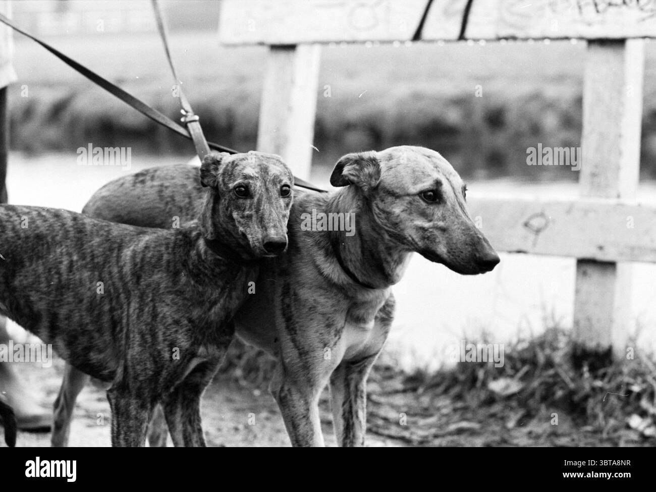 Two dogs walking together Black and White Stock Photos & Images - Alamy